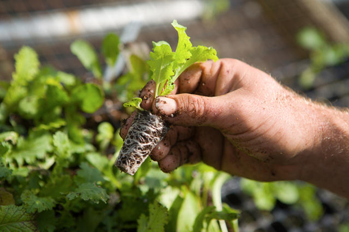 Horticulture, Plant & Soil Sciences | Academics Horticulture, Plant & Soil Sciences | Academics
